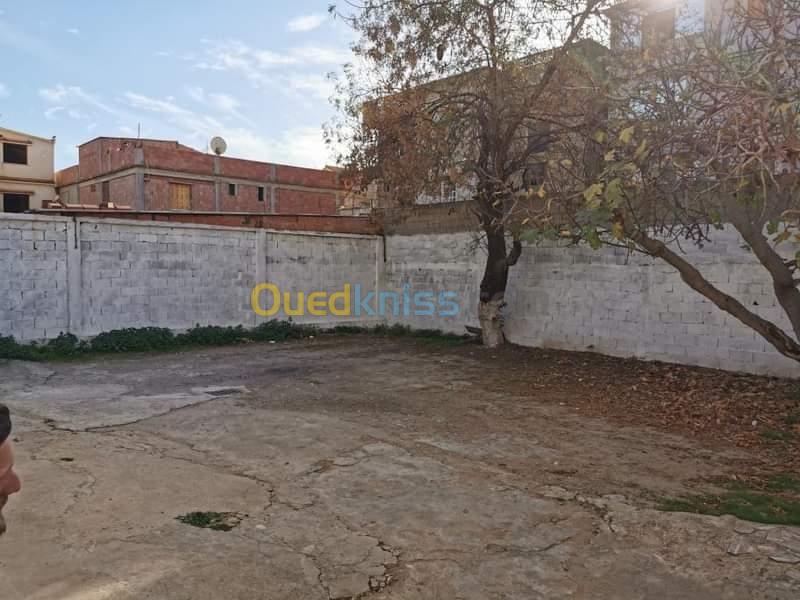 Vente Terrain Blida Larbaa - Blida Algérie