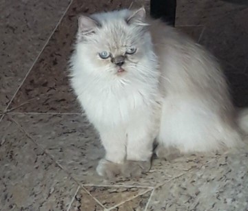 Oran un chatton وهران بئر الجير - واد كنيس - الجزائر