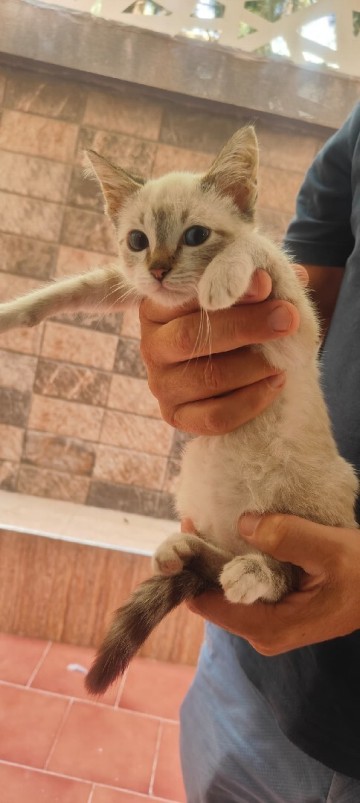 chat siamois الجزائر بن عكنون - واد كنيس - الجزائر