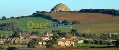 terrain sidi rached - Immobilier - Ouedkniss.com - Algérie