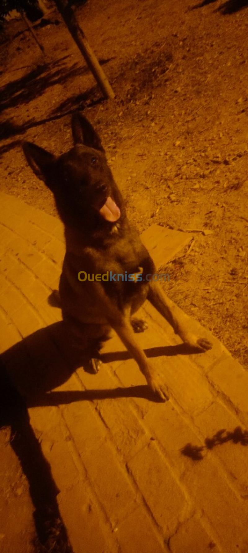 Chien malinois مالينوا Blida Beni mered - Ouedkniss.com - Algérie