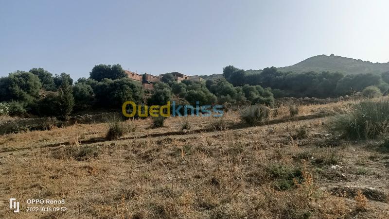 Vente Terrain Blida Meftah - Blida Algérie