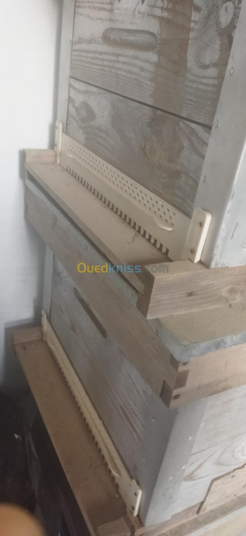 Ruches d'abeilles - Blida Algérie