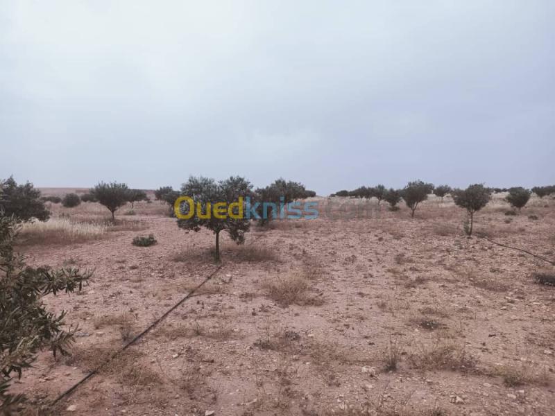 Vente Terrain Agricole Djelfa Birine - Djelfa Algérie
